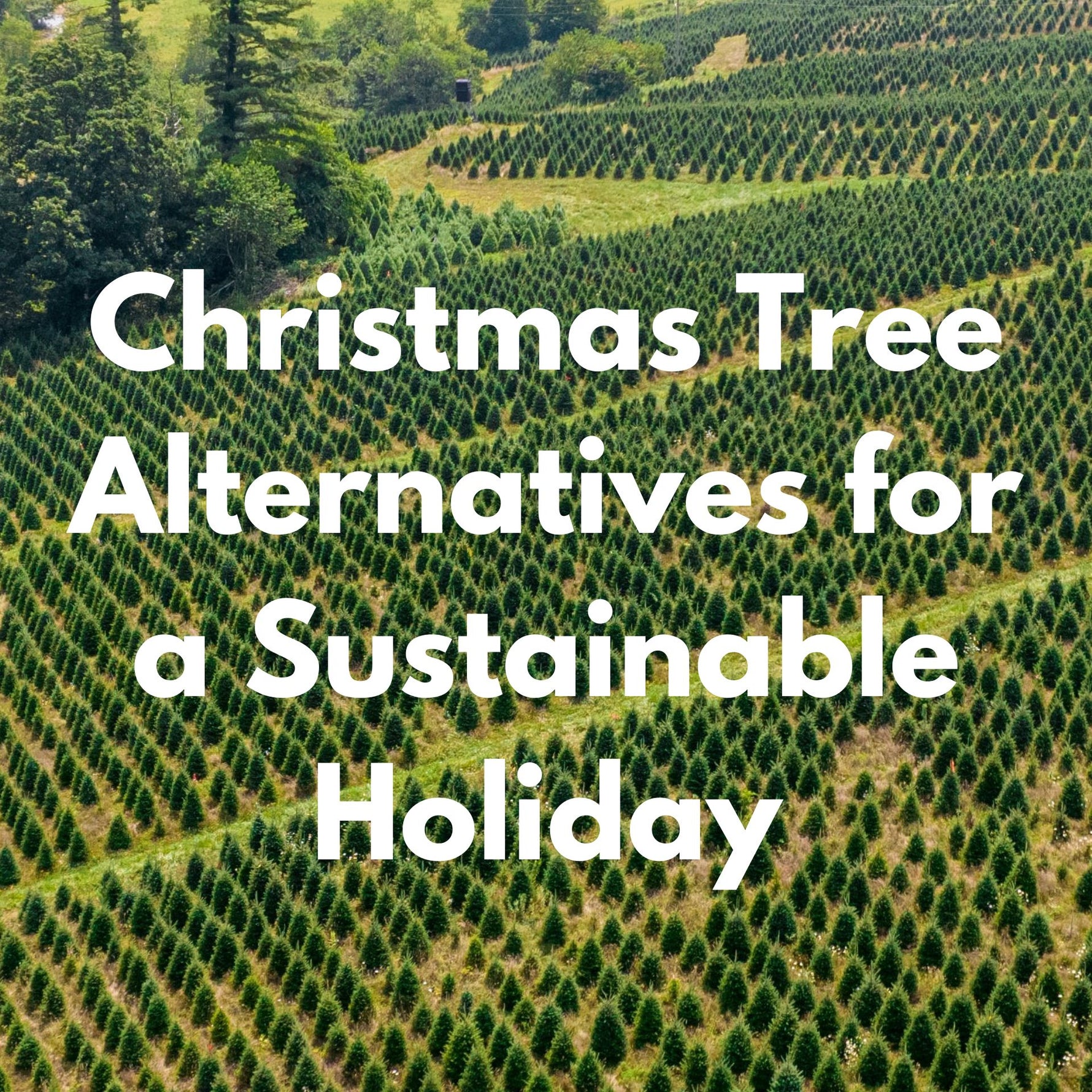 7 Eco Christmas Tree Ideas: Sustainable Alternatives for a Greener Hol ...
