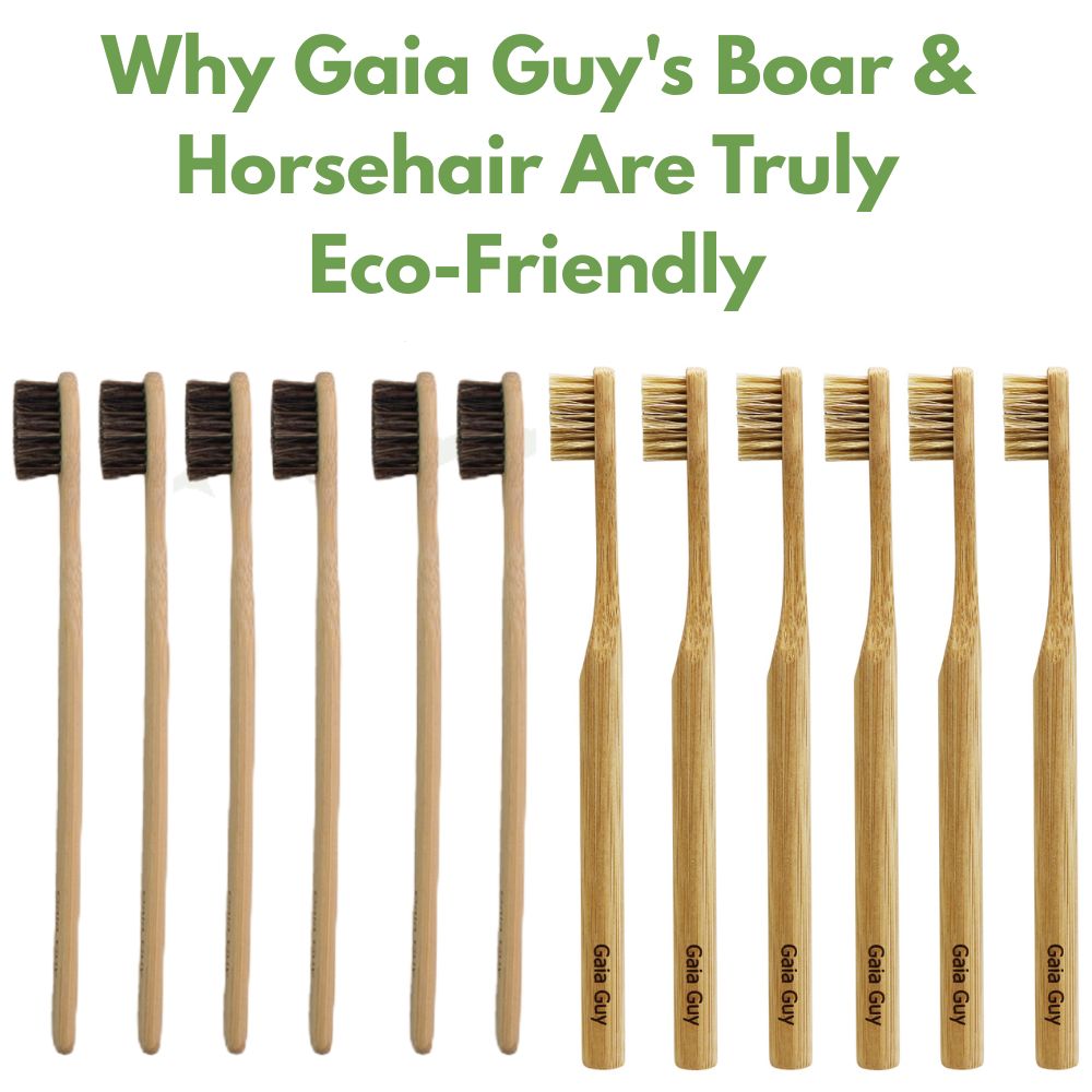 Natural Toothbrush Bristles: Gaia Guy's Eco-Friendly Boar & Horsehair
